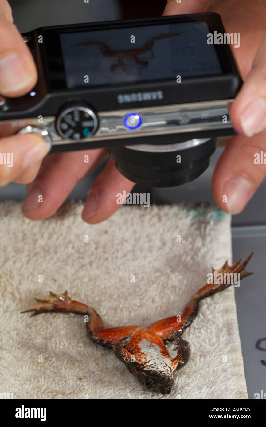 Oregon spotted frog (Rana pretiosa) biologist Mark Hayes looking at ...