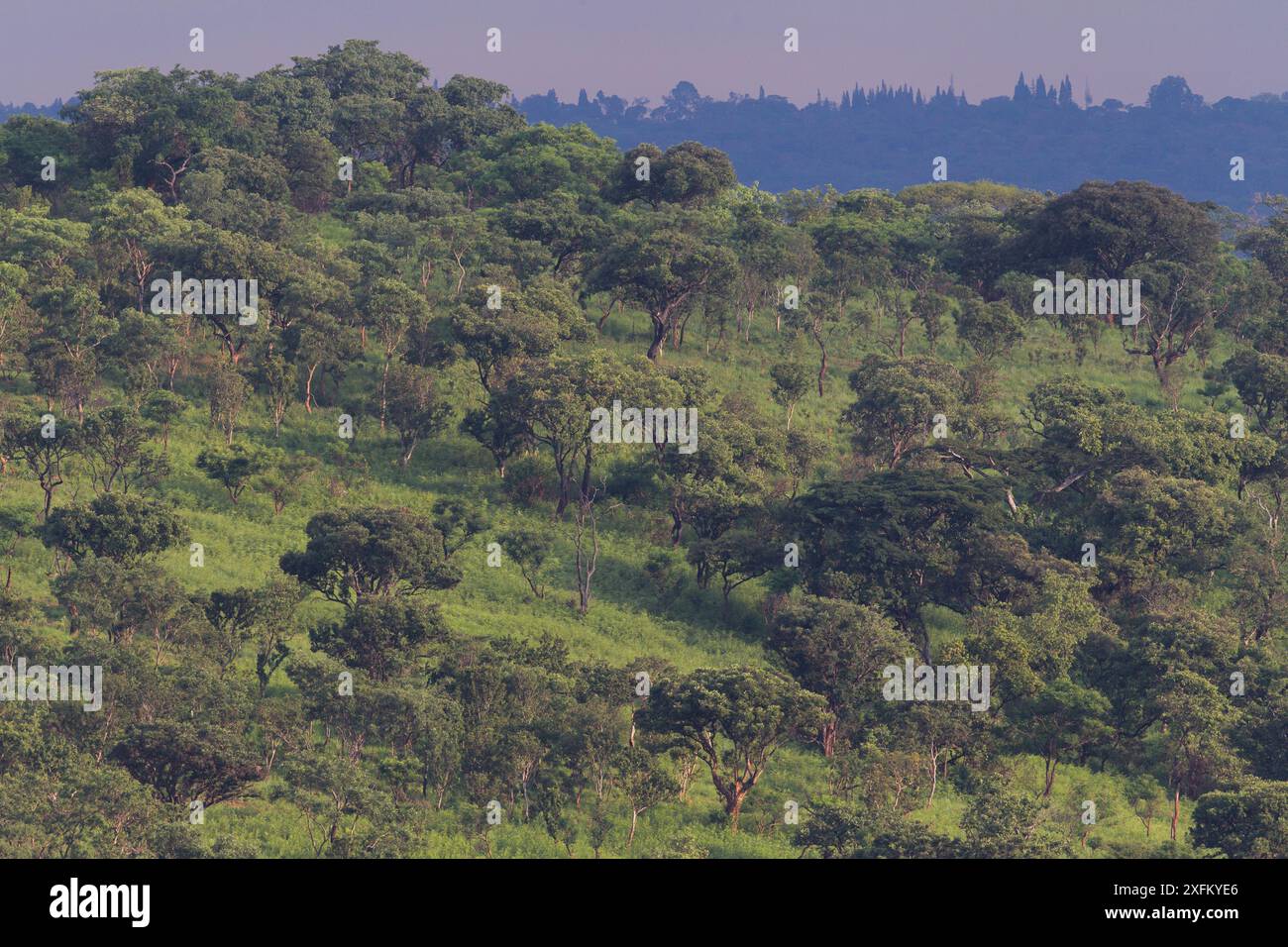 Wooded savannah habitat, La Ruvubu National Park, Burundi, Non-ex Stock ...