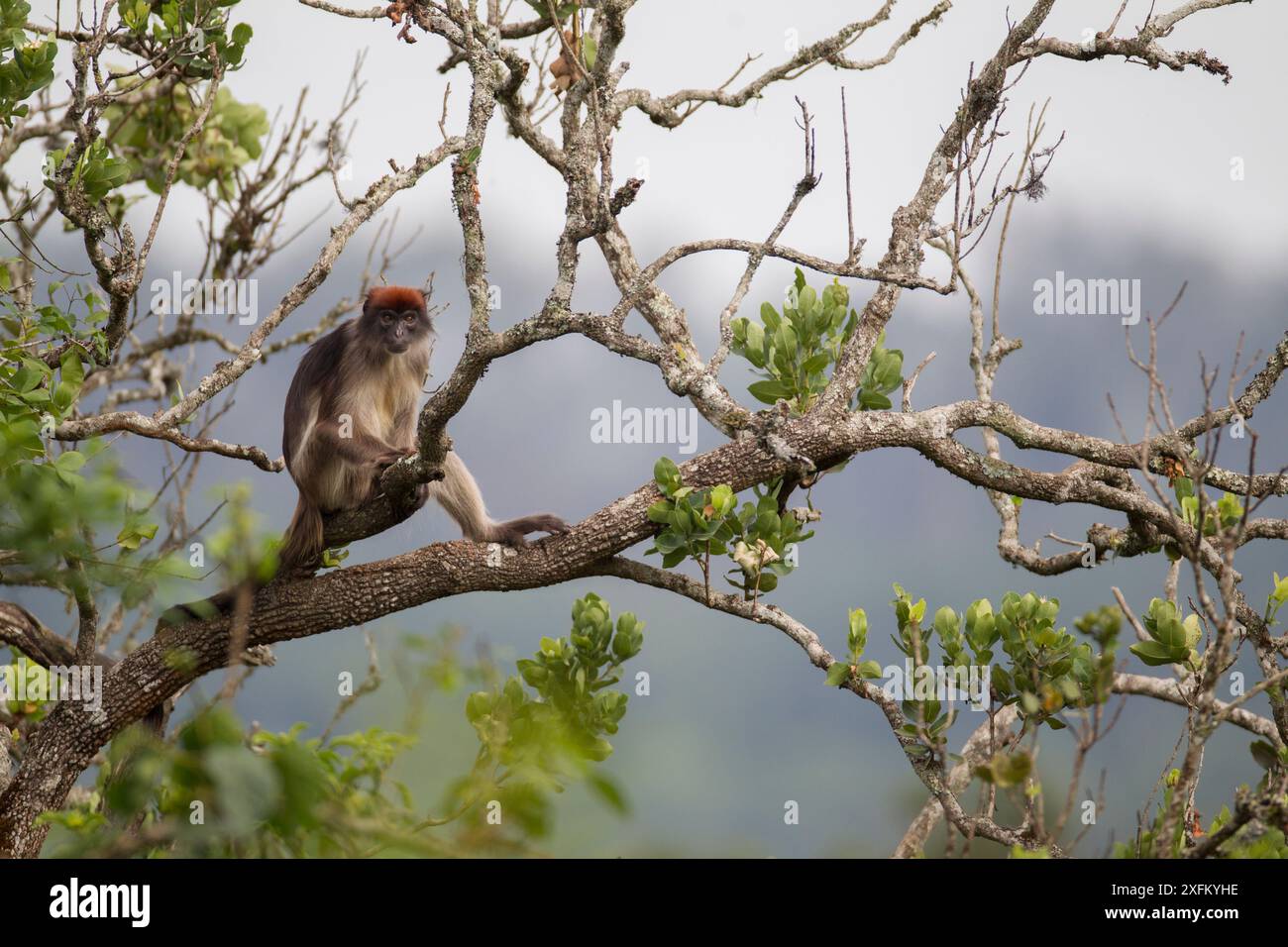 Pennants colobus hi-res stock photography and images - Alamy