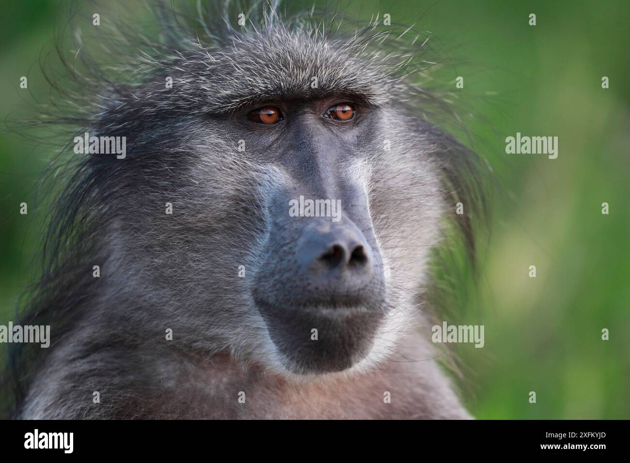 Chacma baboon (Papio ursinus) portrait of male, South Africa Stock ...