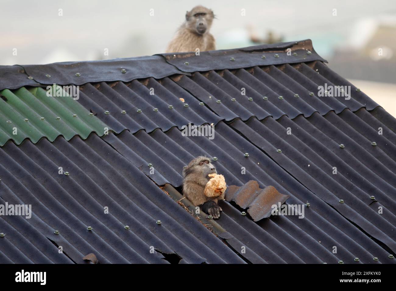 Chacma baboon (Papio ursinus) going through roof of house to steal ...