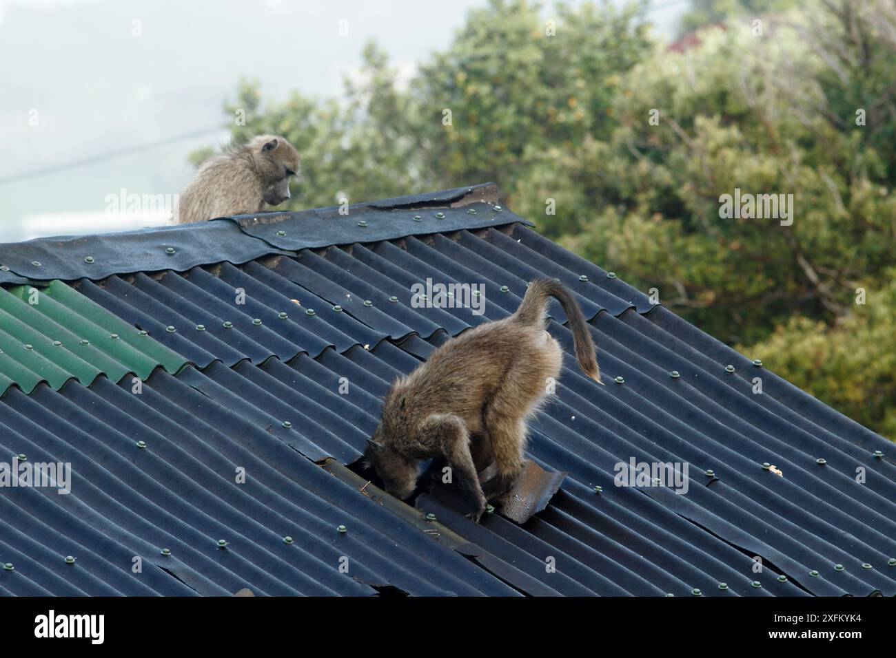 Chacma baboon (Papio ursinus) going through roof of house to steal ...