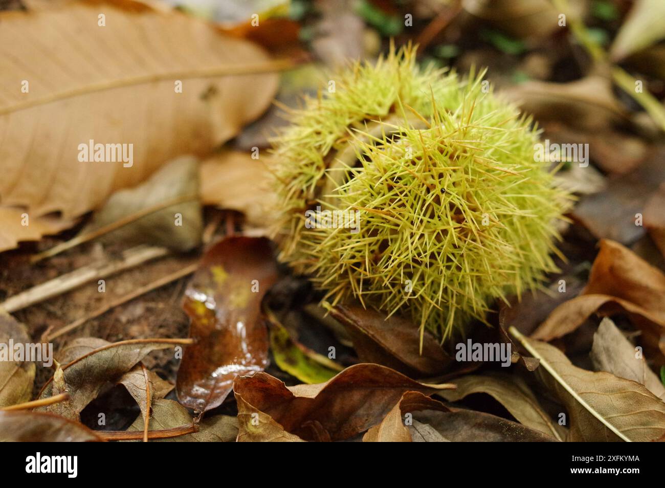 Castanea sativa, or sweet chestnut (aka Spanish chestnut), still in its ...