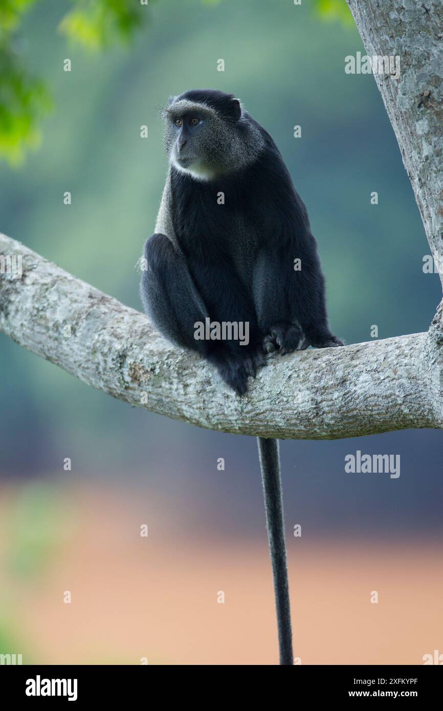 Blue monkey (Cercopithecus mitis) up in tree, La Ruvubu National Park ...