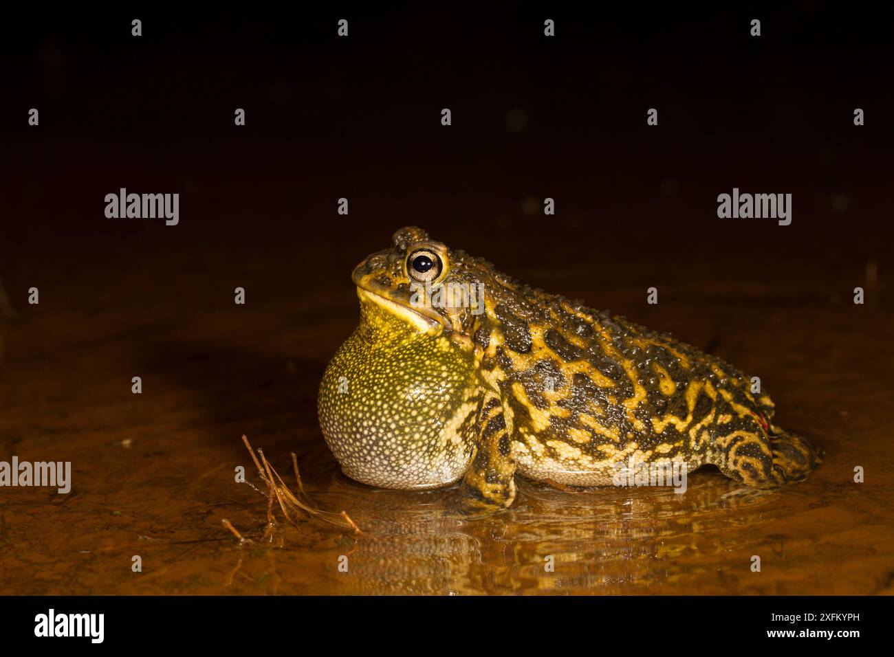 Toad (Amietophrynus regularis) La Ruvubu National Park, Burundi Stock Photo - Alamy
