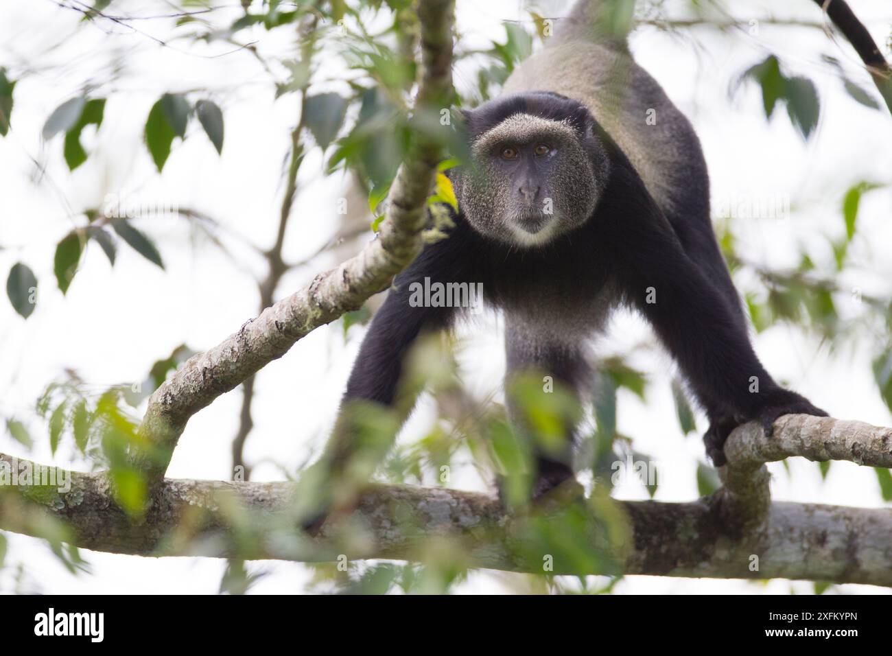 Blue monkey (Cercopithecus mitis) up in tree, La Ruvubu National Park ...