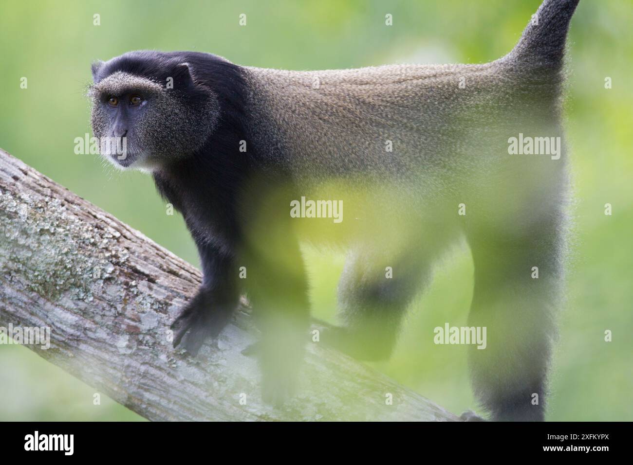 Blue monkey (Cercopithecus mitis) up in tree, La Ruvubu National Park ...