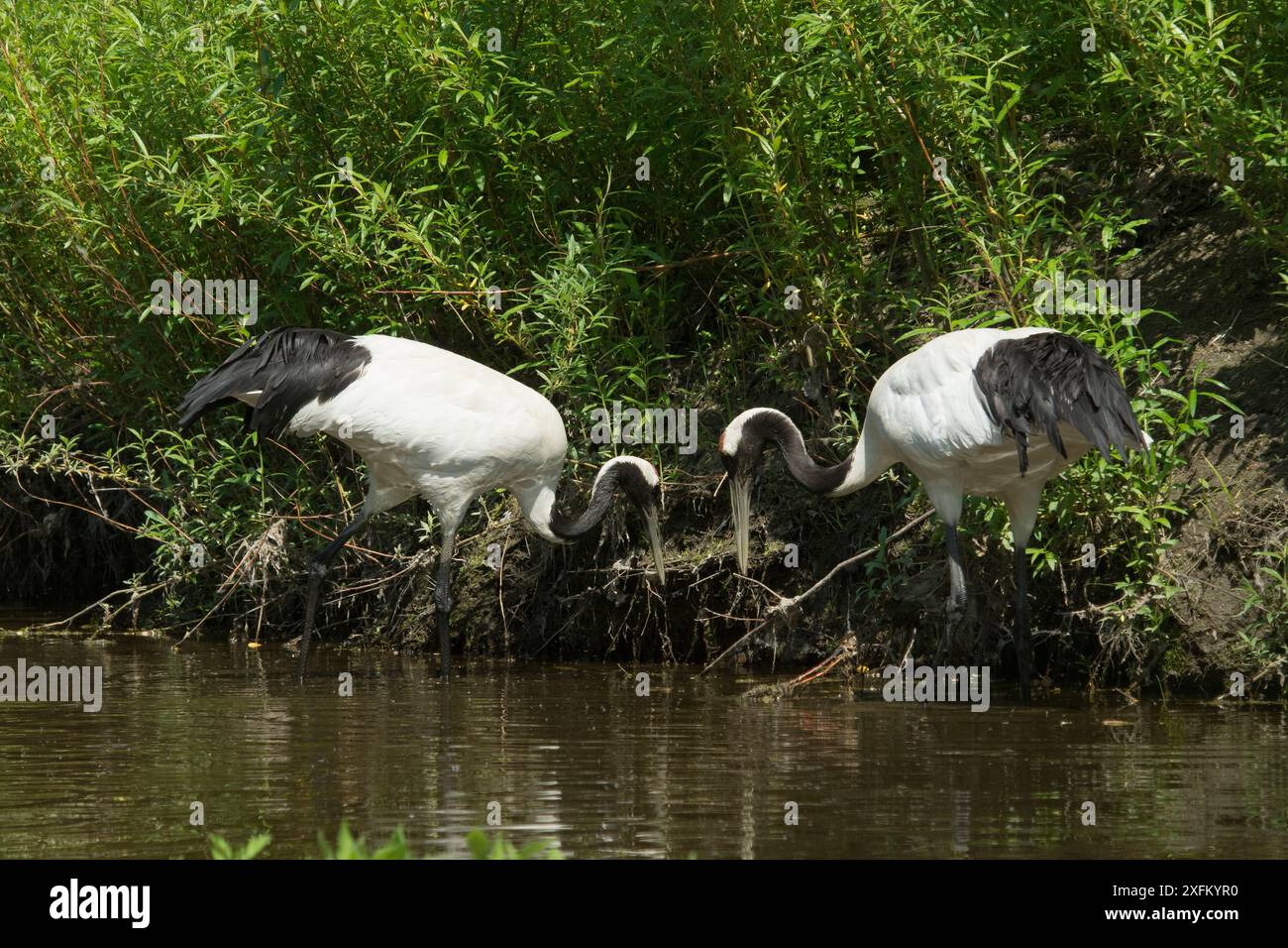 Red-crowned cranes (Grus japonensis) pair hunting for food, Hokkaido ...