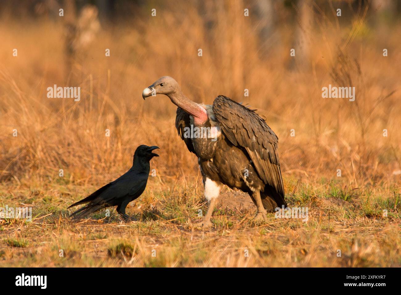White-rumped Vulture (Gyps bengalensis) with large-billed Crow (Corvus ...