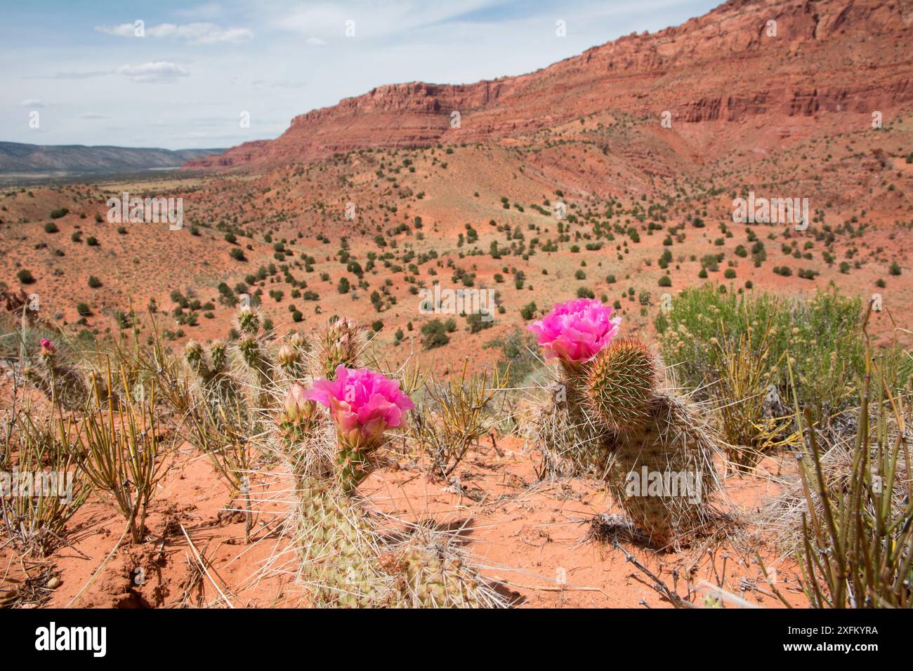 Grizzly Bear Prickly Pear Cactus (Opuntia erinacea), Vermillion Cliffs ...