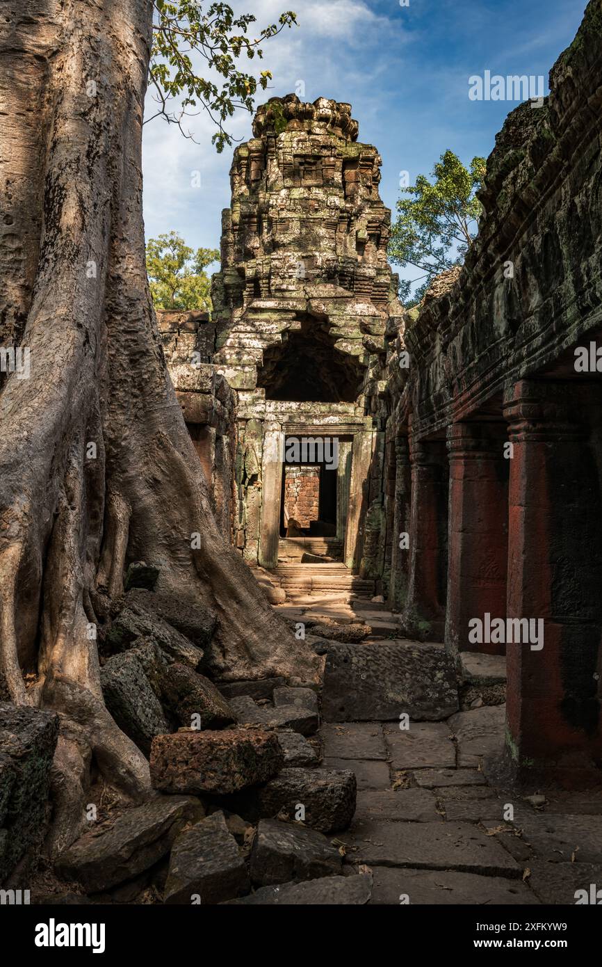 Roots of a giant tree growing over ruins on Angkor wat, Siem Reap ...