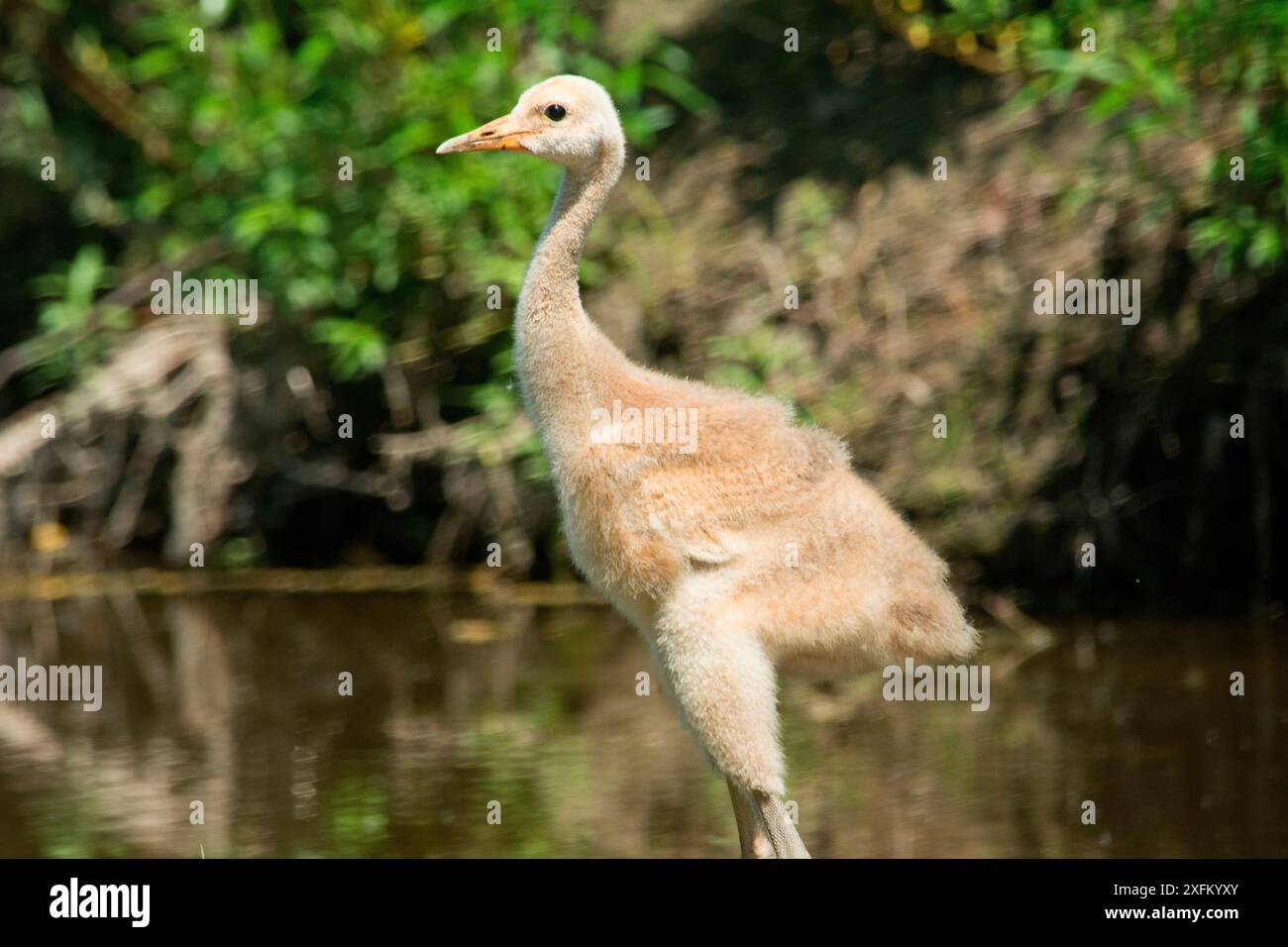 Baby crowned crane hi-res stock photography and images - Alamy