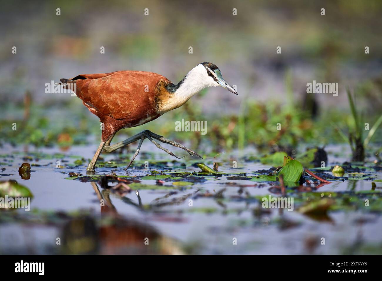 African Jacana (Actophilornis africana) searching for food on water ...