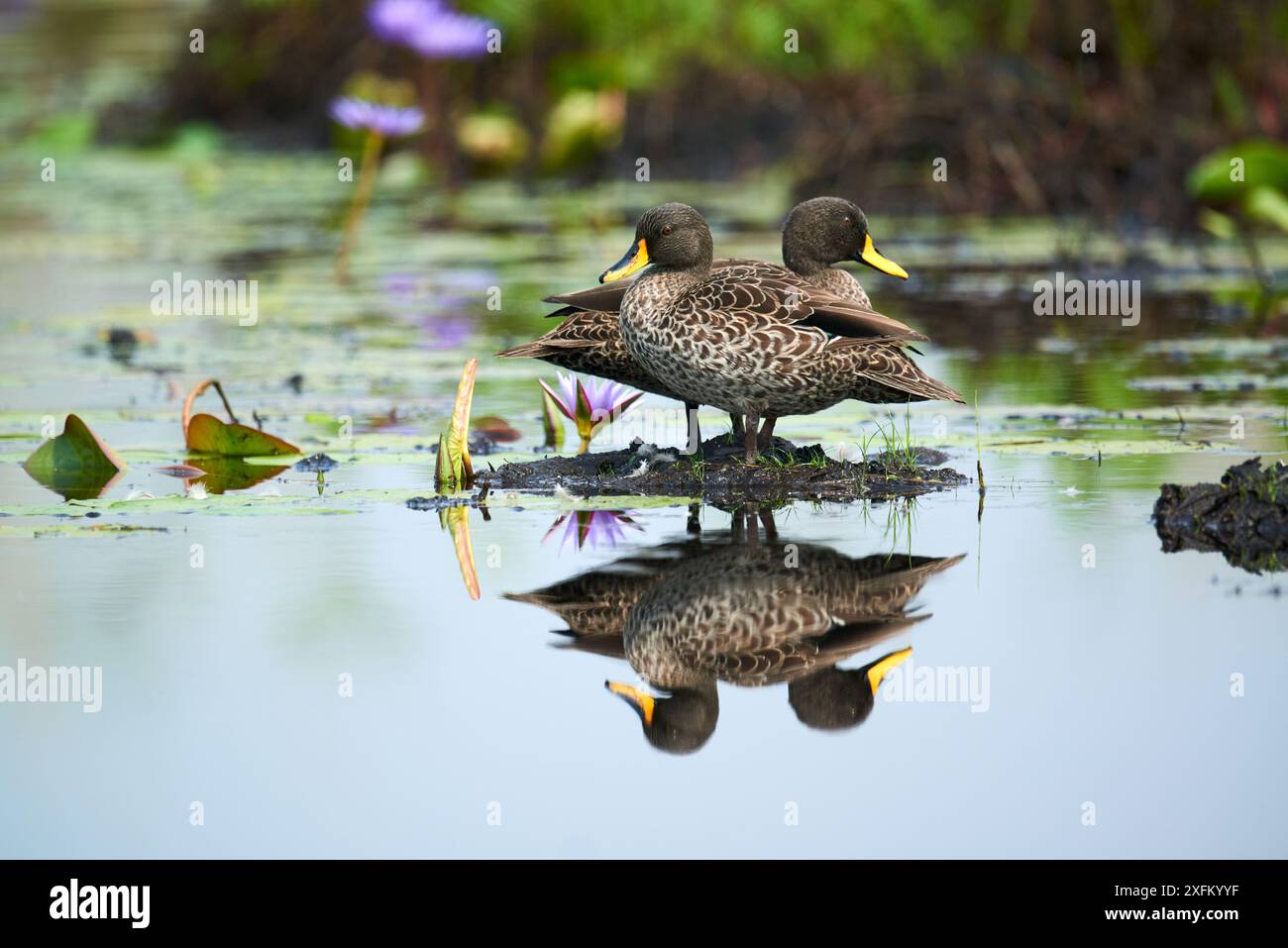 Yellow-billed duck (Anas undulata) pair in the swamps of Mabamba, lake ...