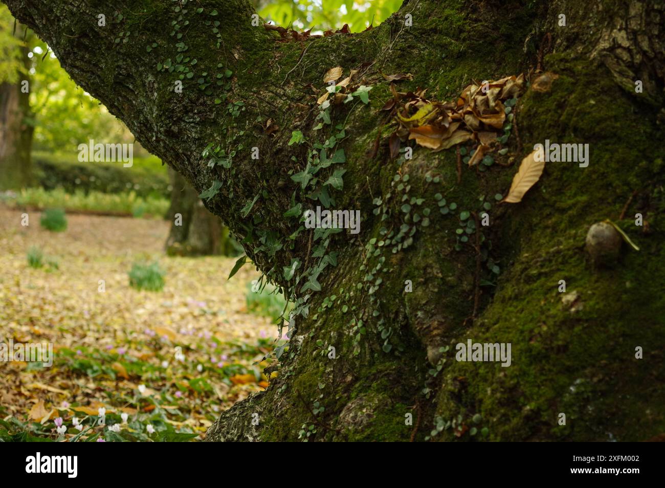 Common ivy (hedera helix) and green penny fern growing on a mossy tree ...