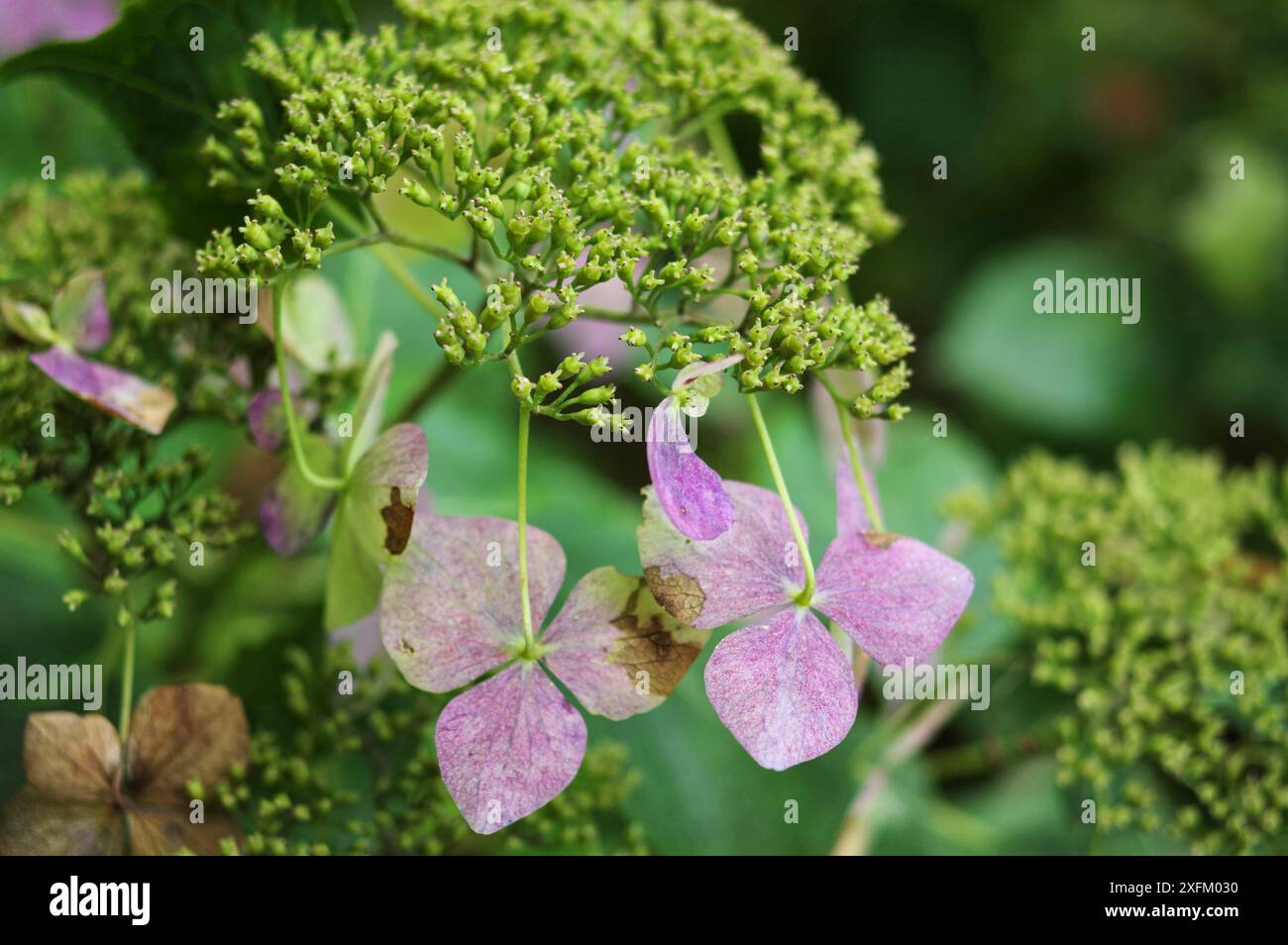 Purple oakleaf hydrangea flowers (hydrangea quercifolia) in bloom at ...