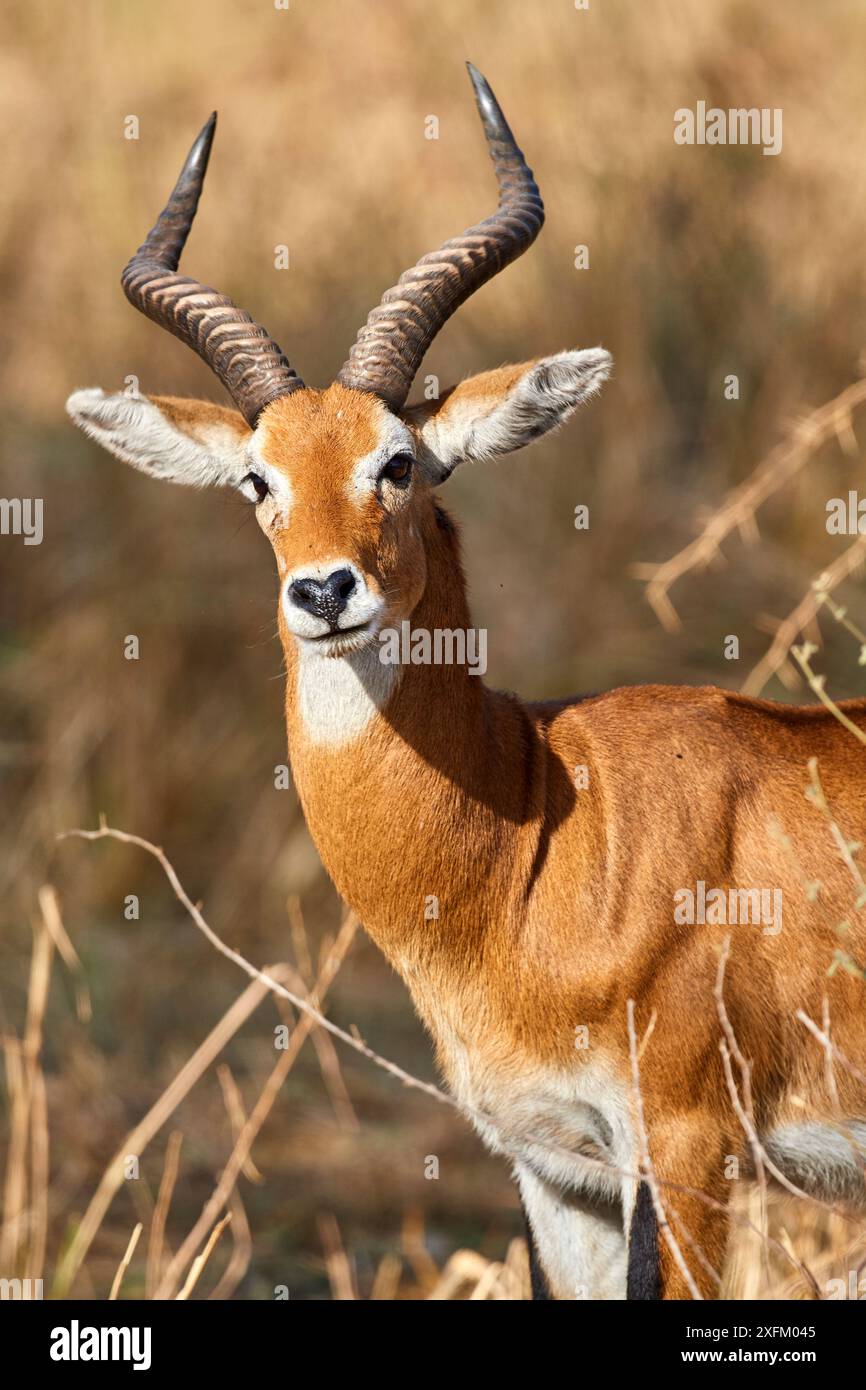 Male Uganda kob portrait (Kobus kob thomasi) Murchisson Falls National ...