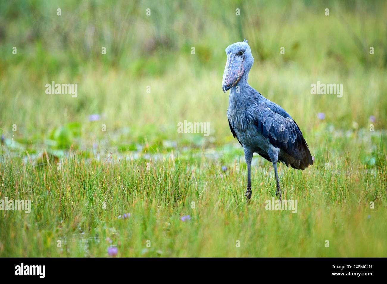 Shoebill stork (Balaeniceps rex) standing in the swamps of Mabamba ...