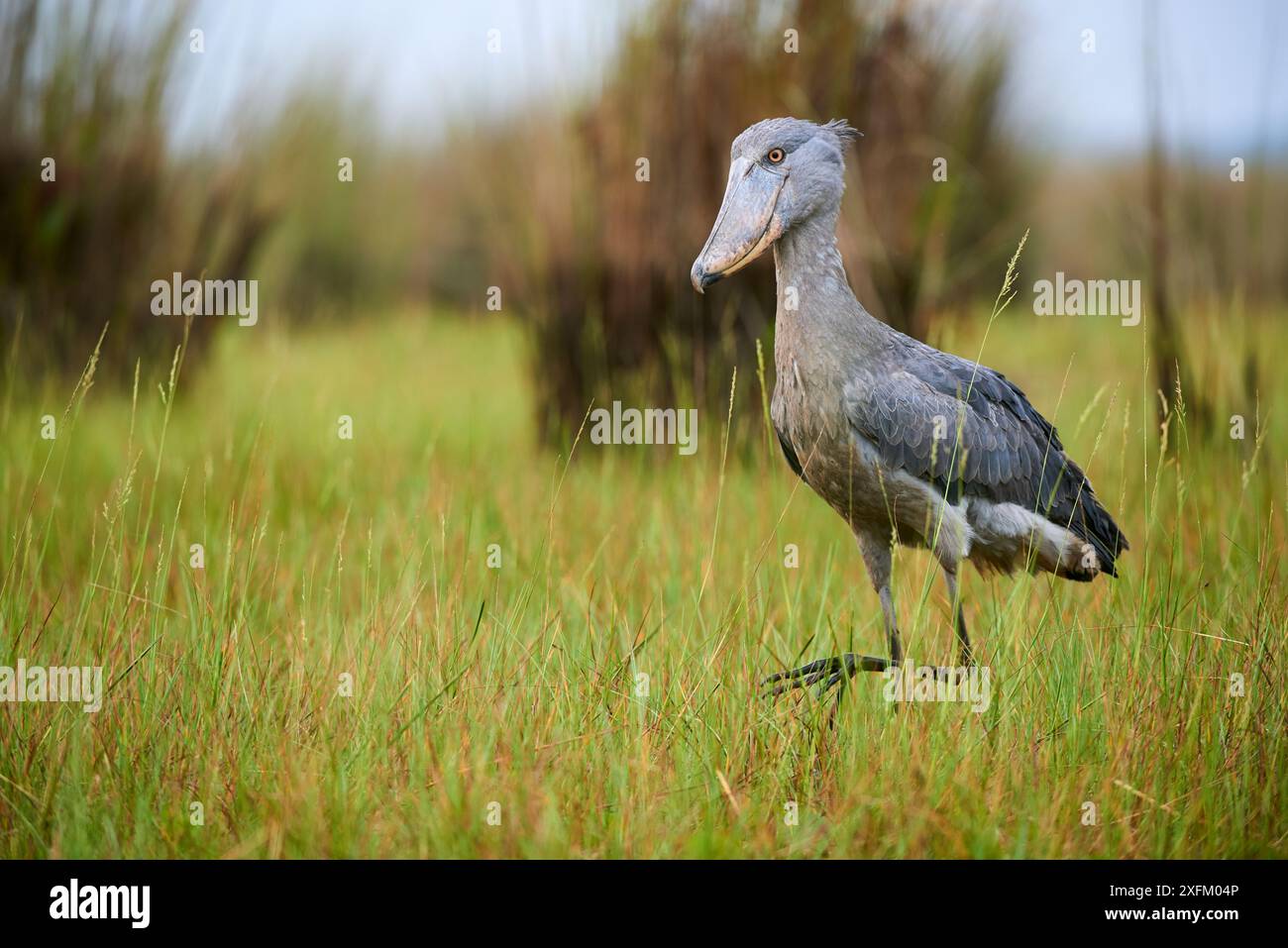 Shoebill stork (Balaeniceps rex) in the swamps of Mabamba, Lake ...