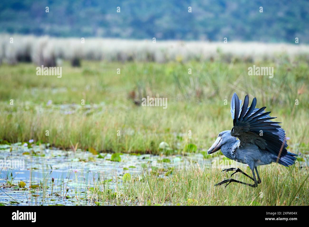 Shoebill stork (Balaeniceps rex) trying to catch a fish in the swamps ...