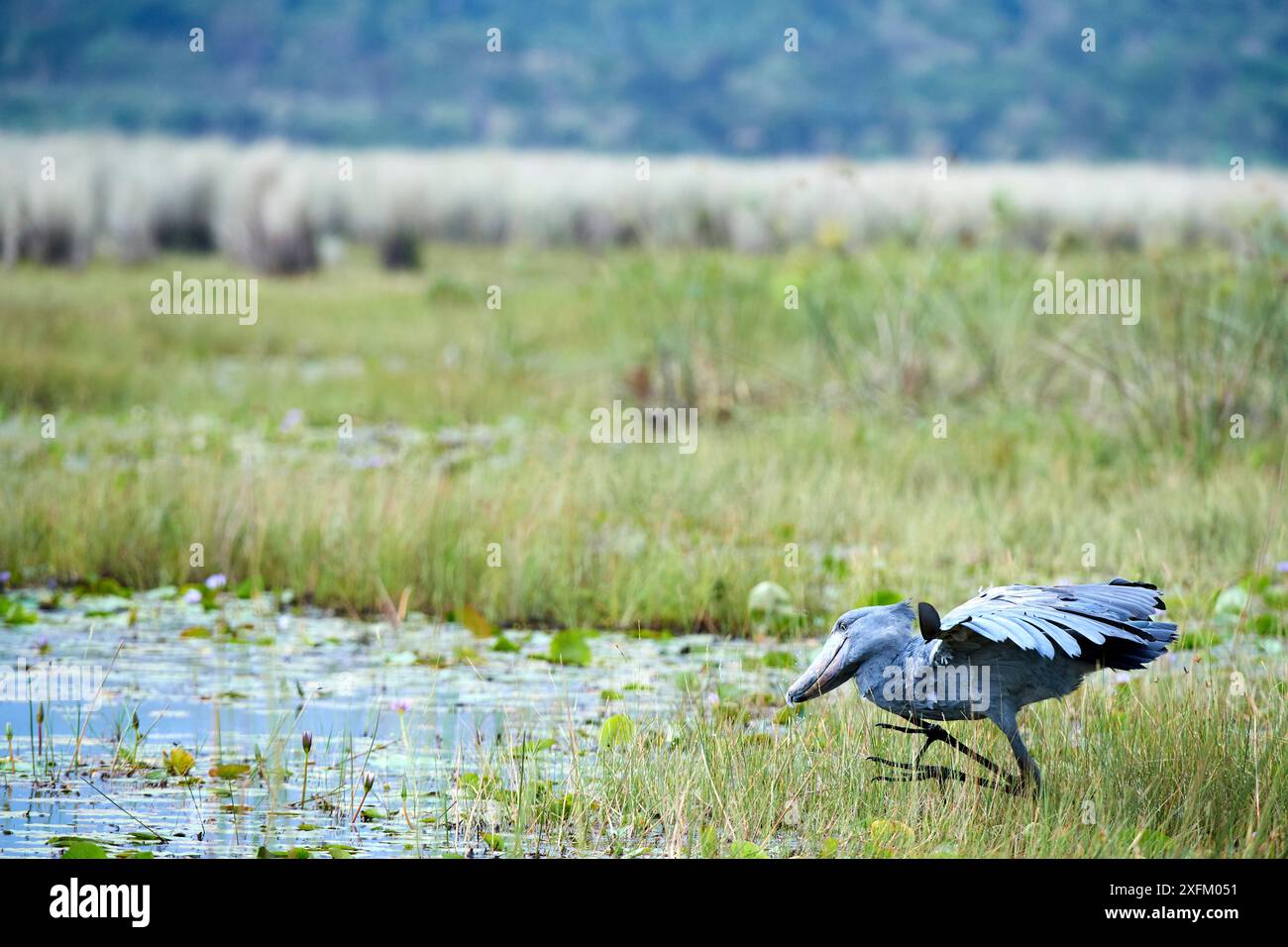 Shoebill stork (Balaeniceps rex) trying to catch a fish in the swamps ...