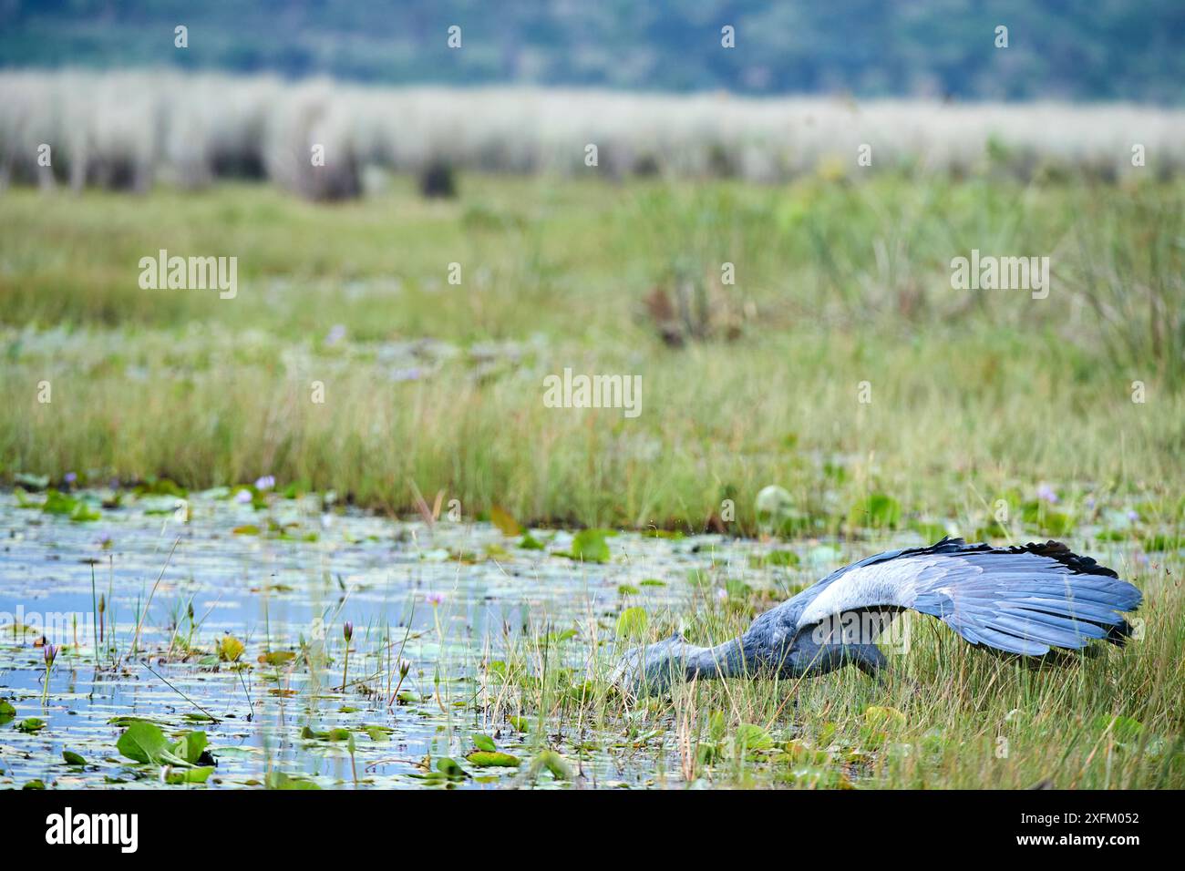 Shoebill stork (Balaeniceps rex) trying to catch a fish in the swamps ...