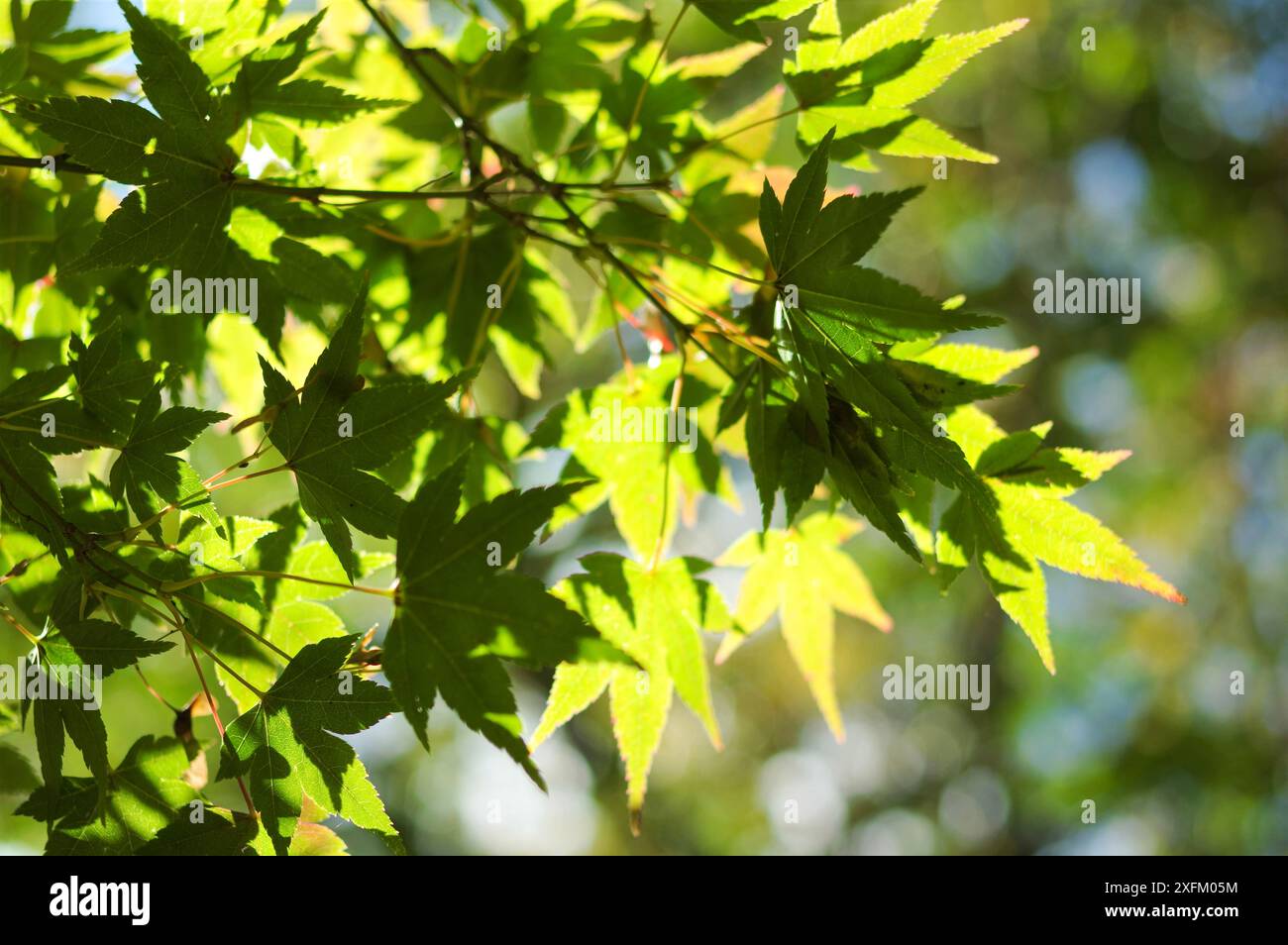 Sun-dappled green leaves on a Japanese maple tree growing at Nooroo ...