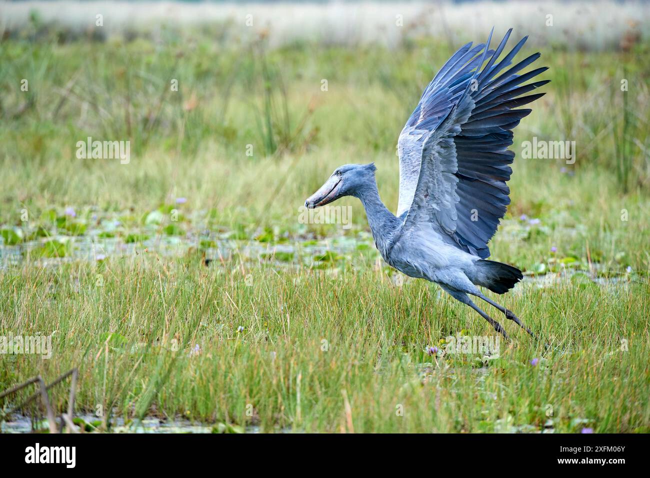 Shoebill stork (Balaeniceps rex) taking off in the swamps of Mabamba ...