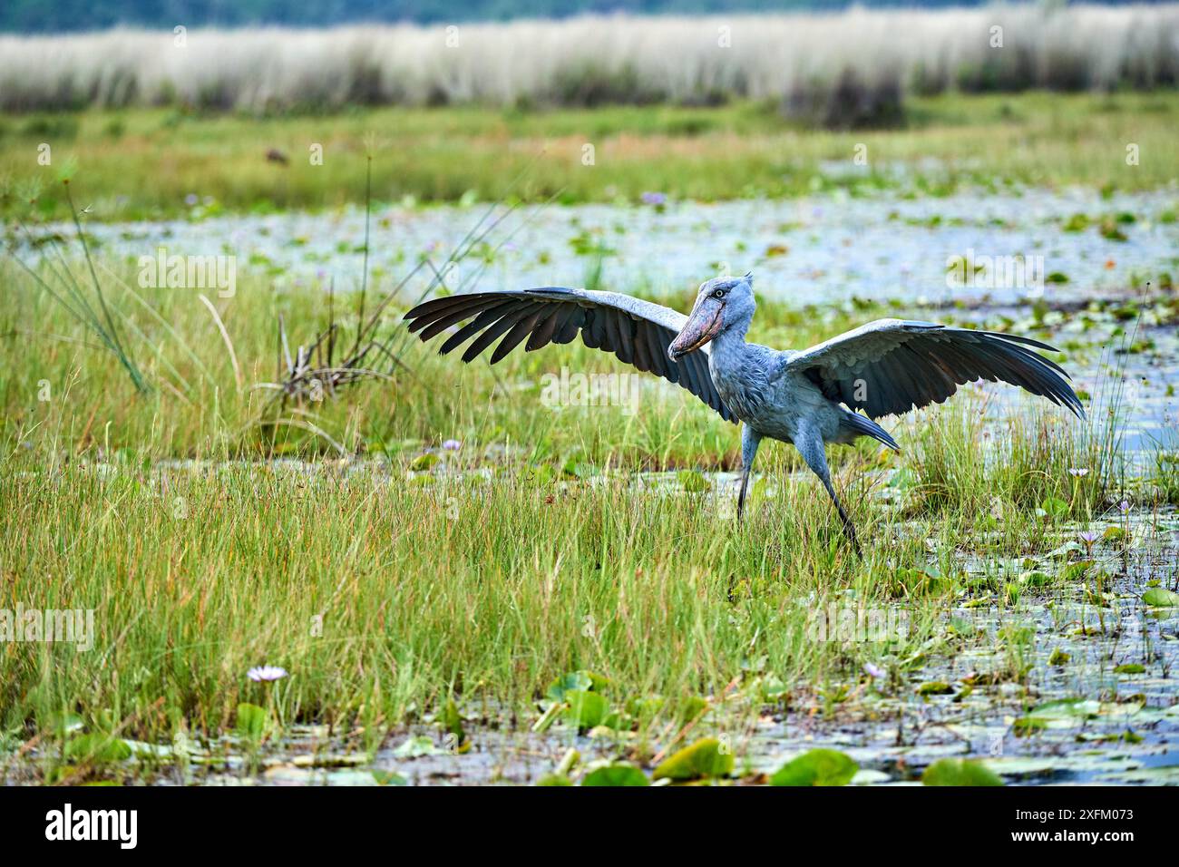 Shoebill stork (Balaeniceps rex) with wings raised in the swamps of ...