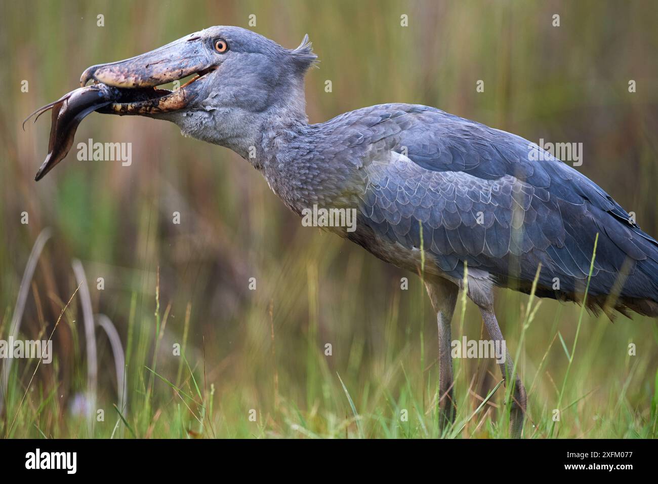 Shoebill stork (Balaeniceps rex) feeding on a Spotted African lungfish ...