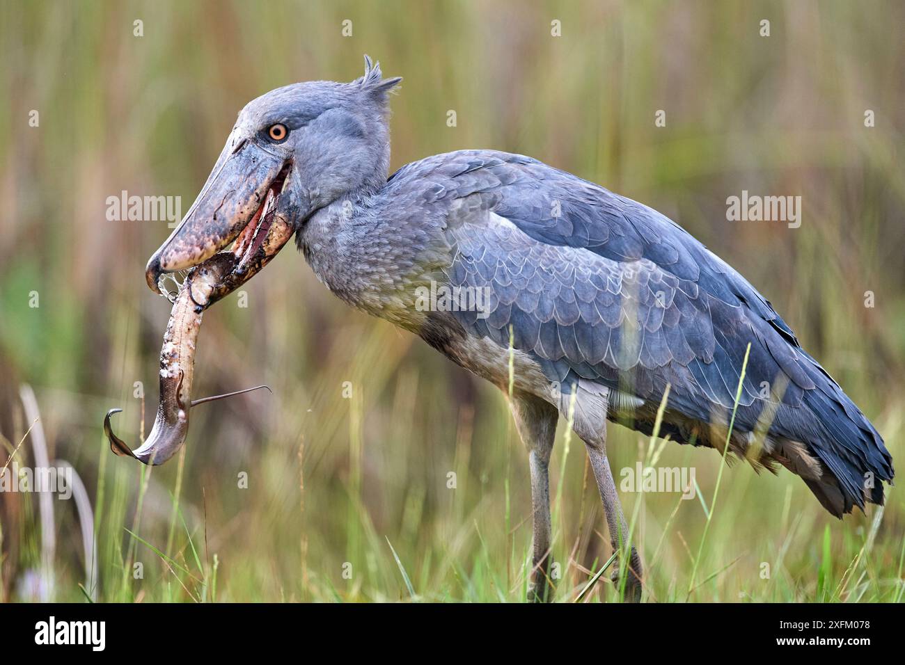 Shoebill stork (Balaeniceps rex) feeding on a Spotted African lungfish ...