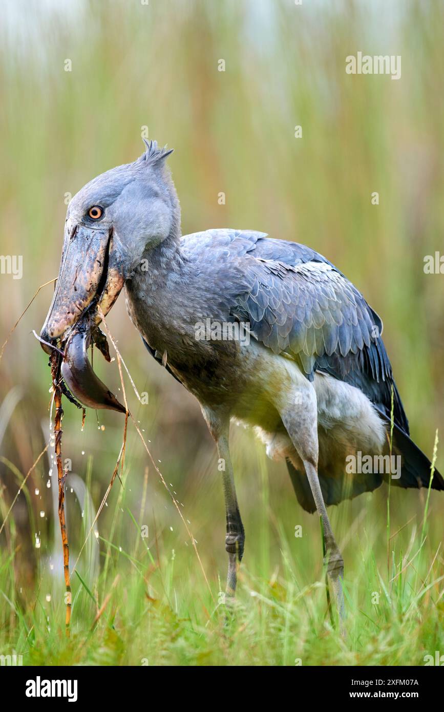 Shoebill stork (Balaeniceps rex) feeding on a Spotted African lungfish ...