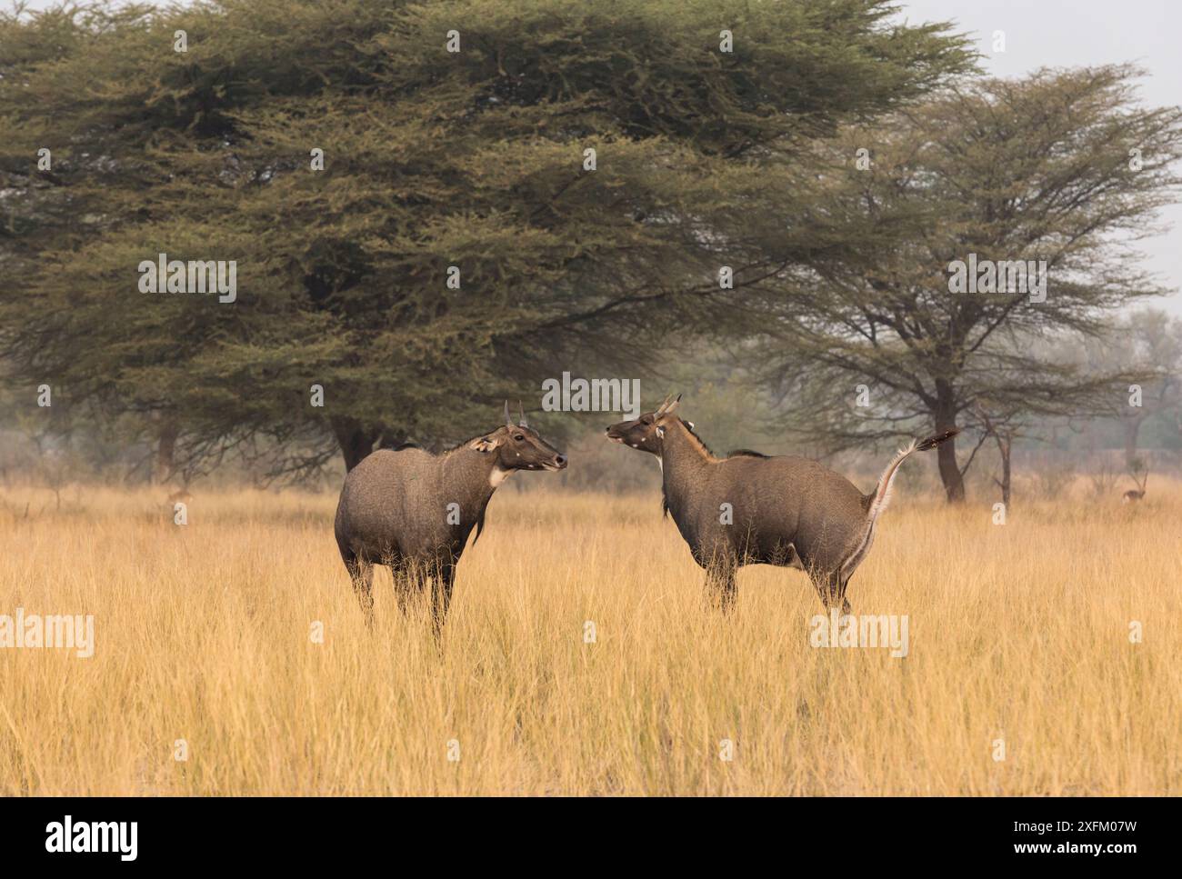 Nilgai or Blue bull (Boselaphus tragocamelus), males in aggressive ...