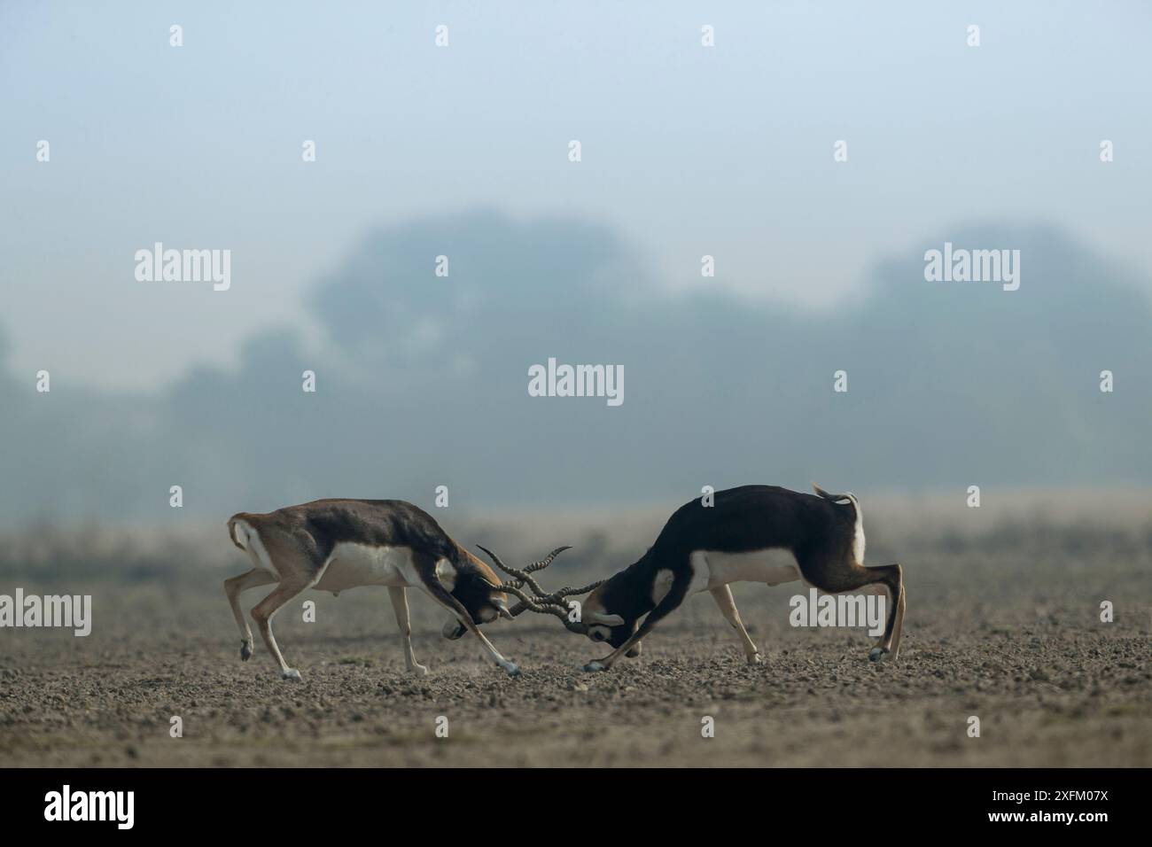 Blackbuck (Antelope cervicapra), males rutting for dominance, Tal ...