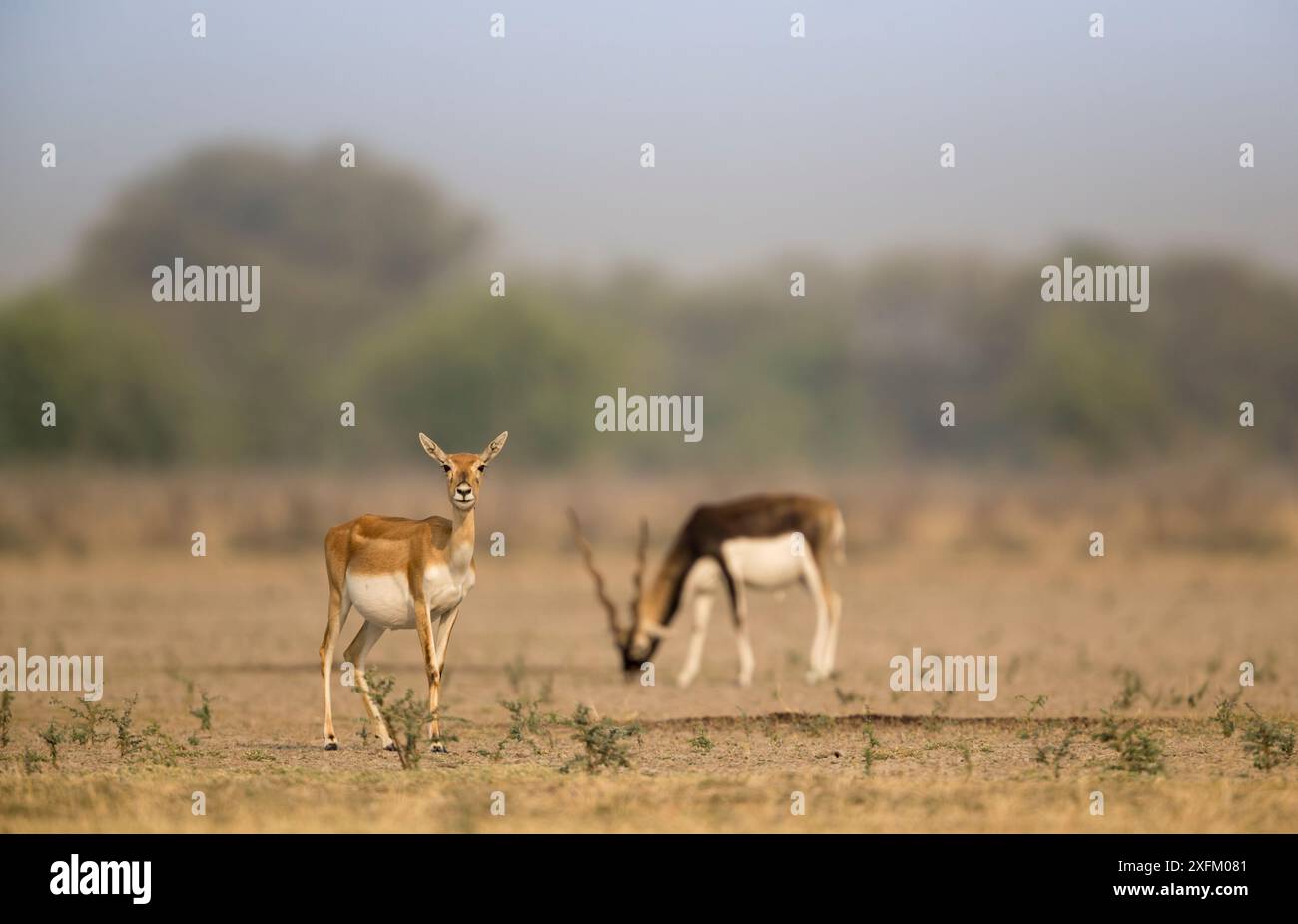 Blackbuck (Antelope cervicapra), watchful female with male feeding in ...
