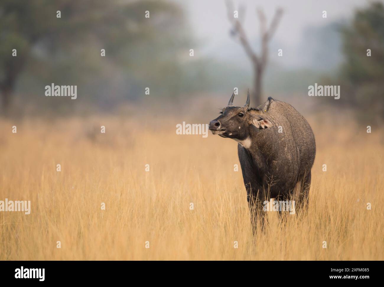Nilgai or Blue bull (Boselaphus tragocamelus), male. Tal Chhapar ...