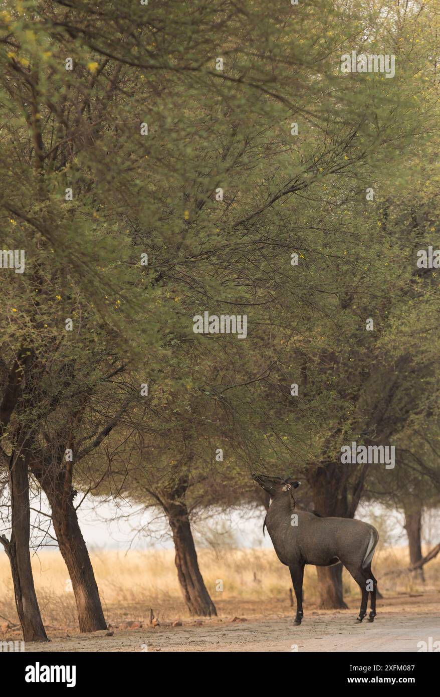 Nilgai or Blue bull (Boselaphus tragocamelus), male feeding. Tal ...