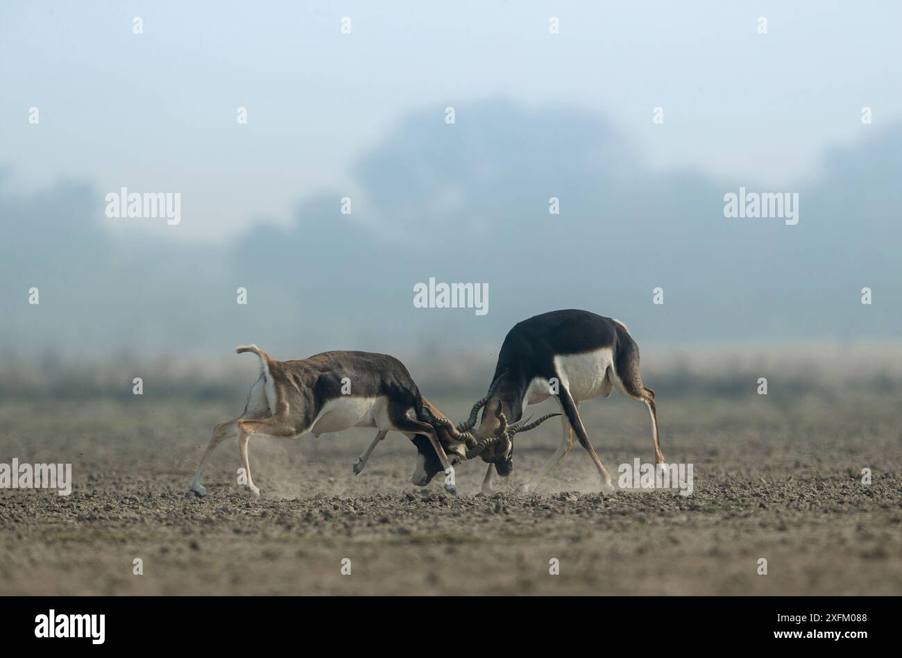 Blackbuck (Antelope cervicapra), males rutting for dominance, Tal ...