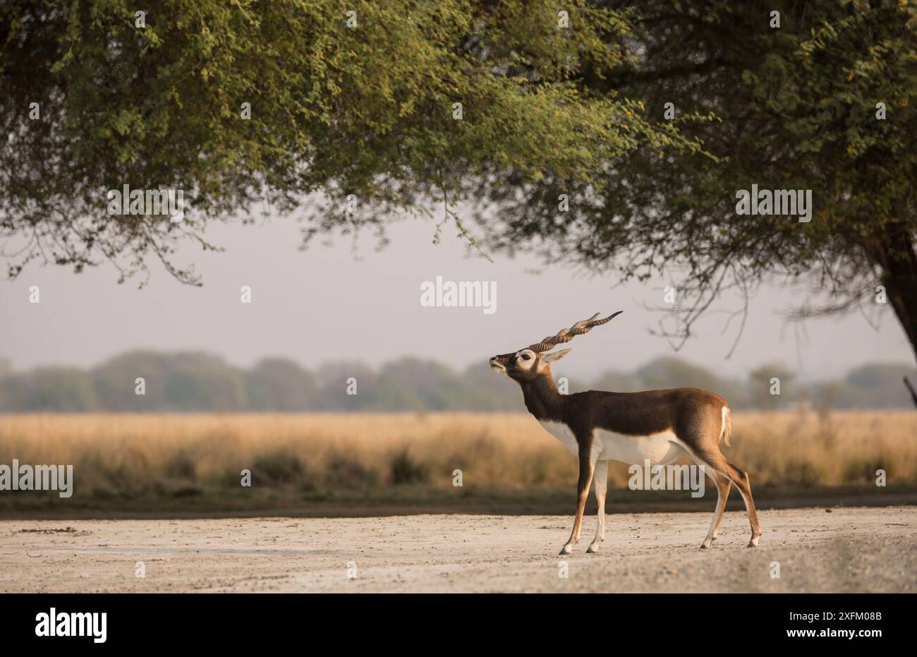 Blackbuck (Antelope cervicapra), male standing under tree, Tal Chhapar ...