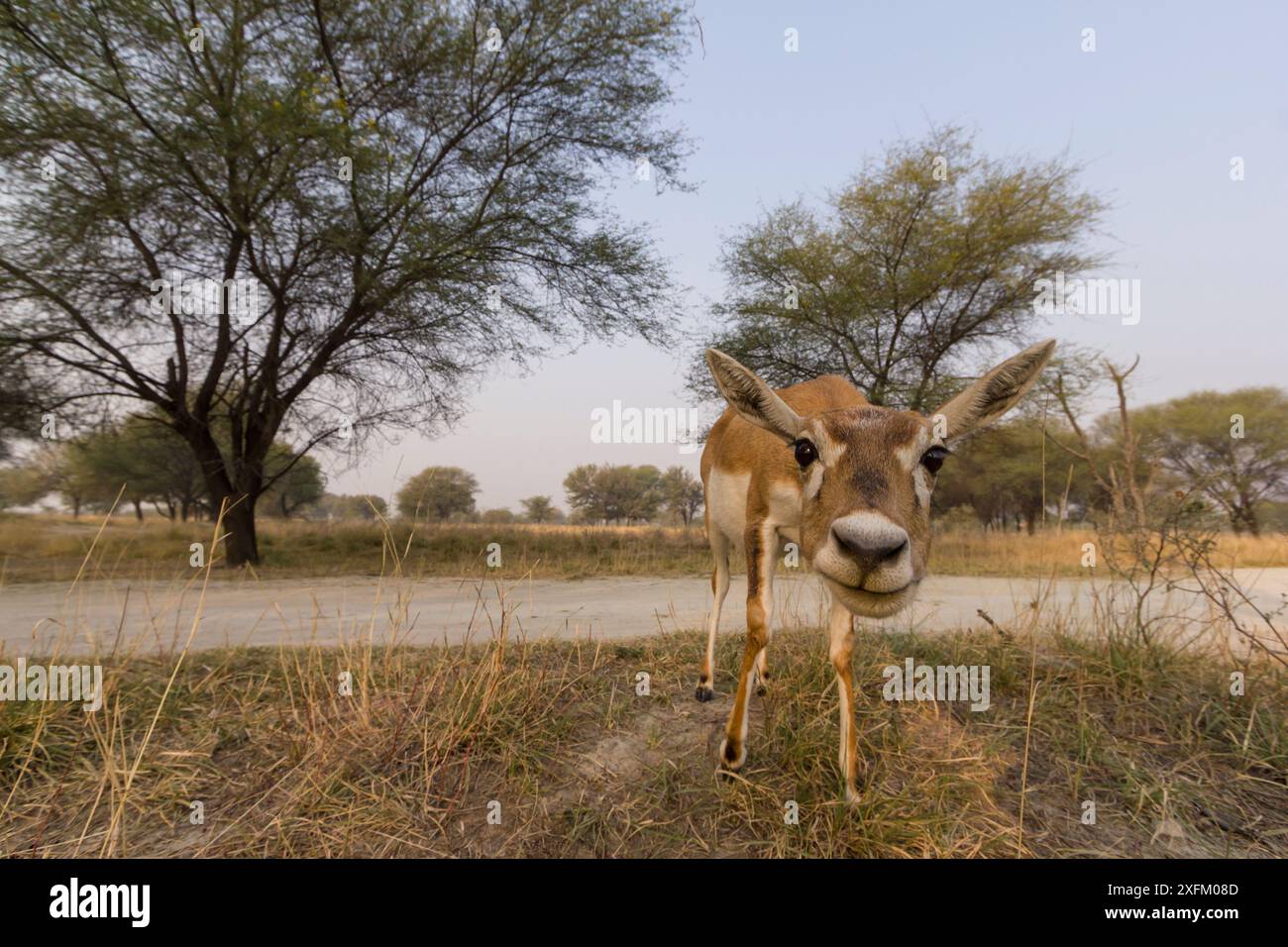Blackbuck (Antelope cervicapra), wide angle ground perspective of ...