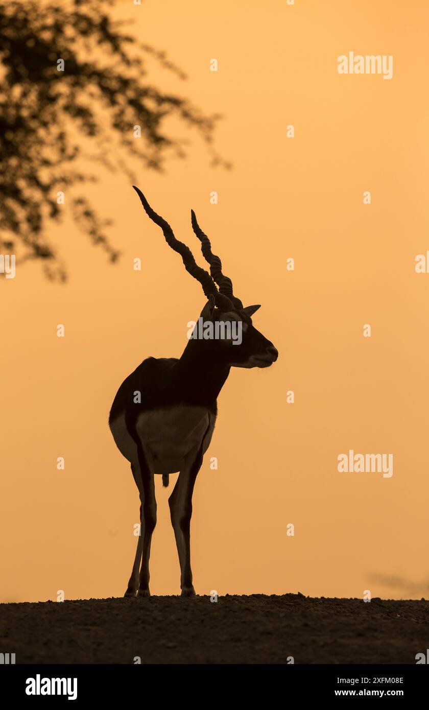 Blackbuck (Antelope cervicapra), male silhouette at sunset, Tal Chhapar ...