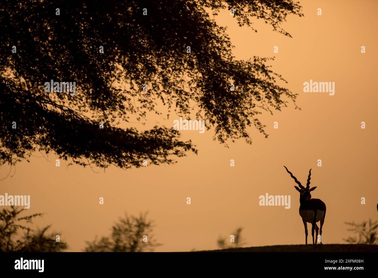 Blackbuck (Antelope cervicapra), male standing under tree, silhouetted ...