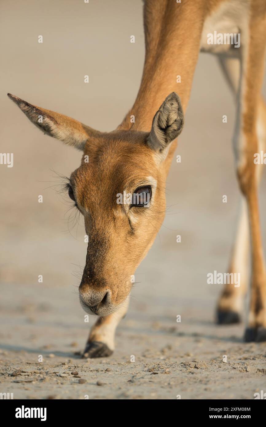 Blackbuck (Antelope cervicapra), female portrait, Tal Chhapar Wildlife ...