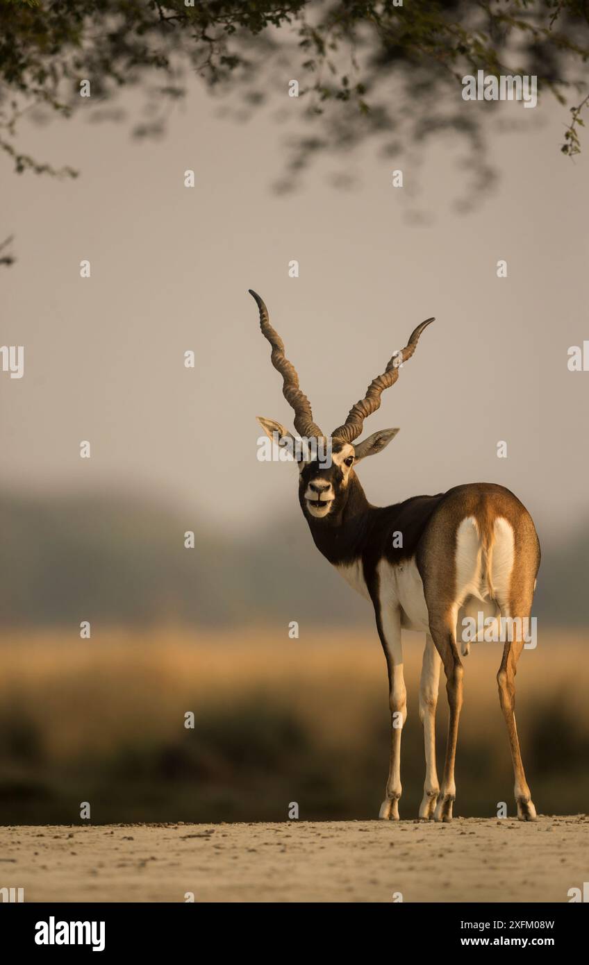 Blackbuck (Antelope cervicapra), male, Tal Chhapar Wildlife Sanctuary ...