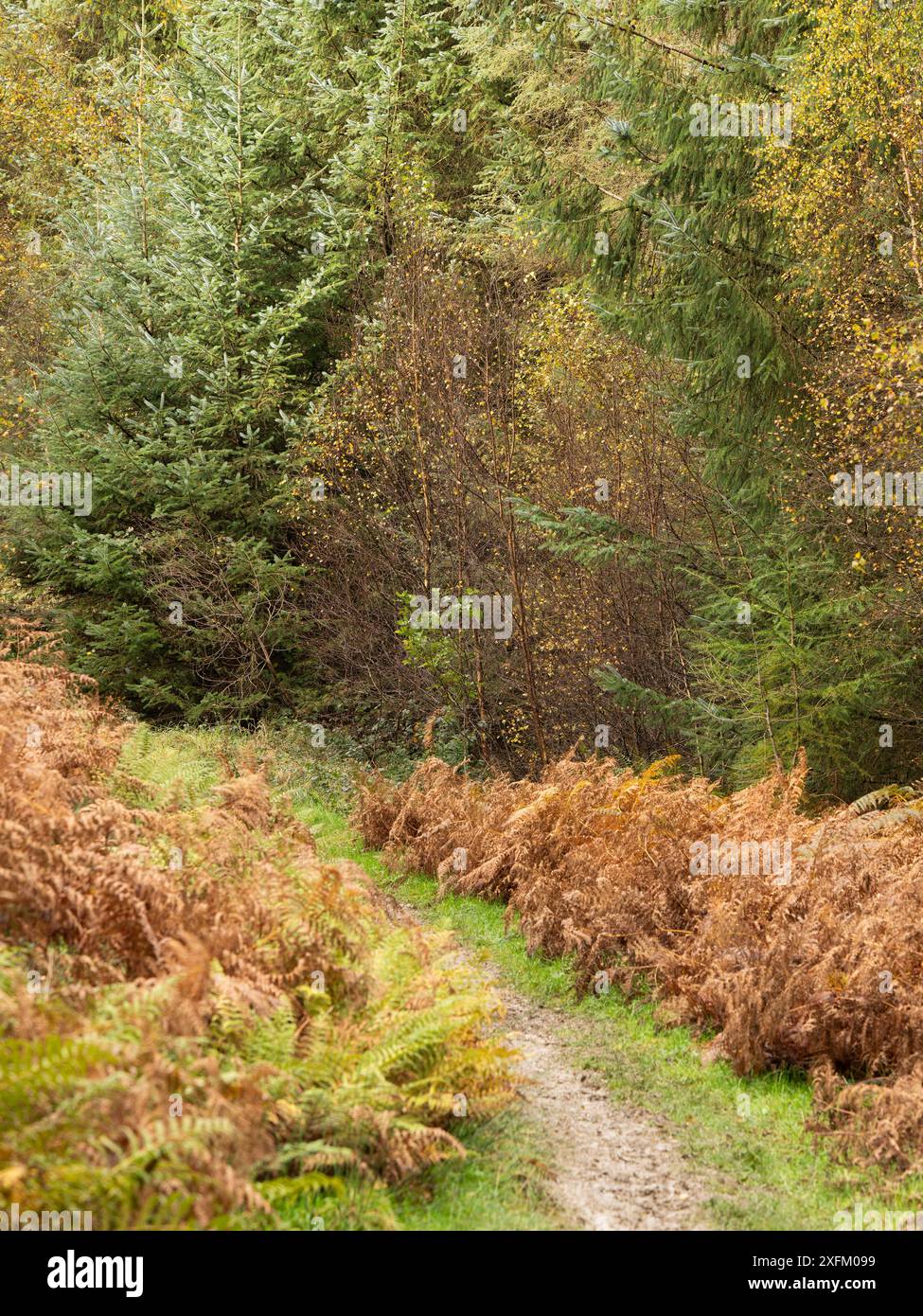 Mixed woodland at Mortimer Forest, Ludlow, Shropshire, UK Stock Photo ...