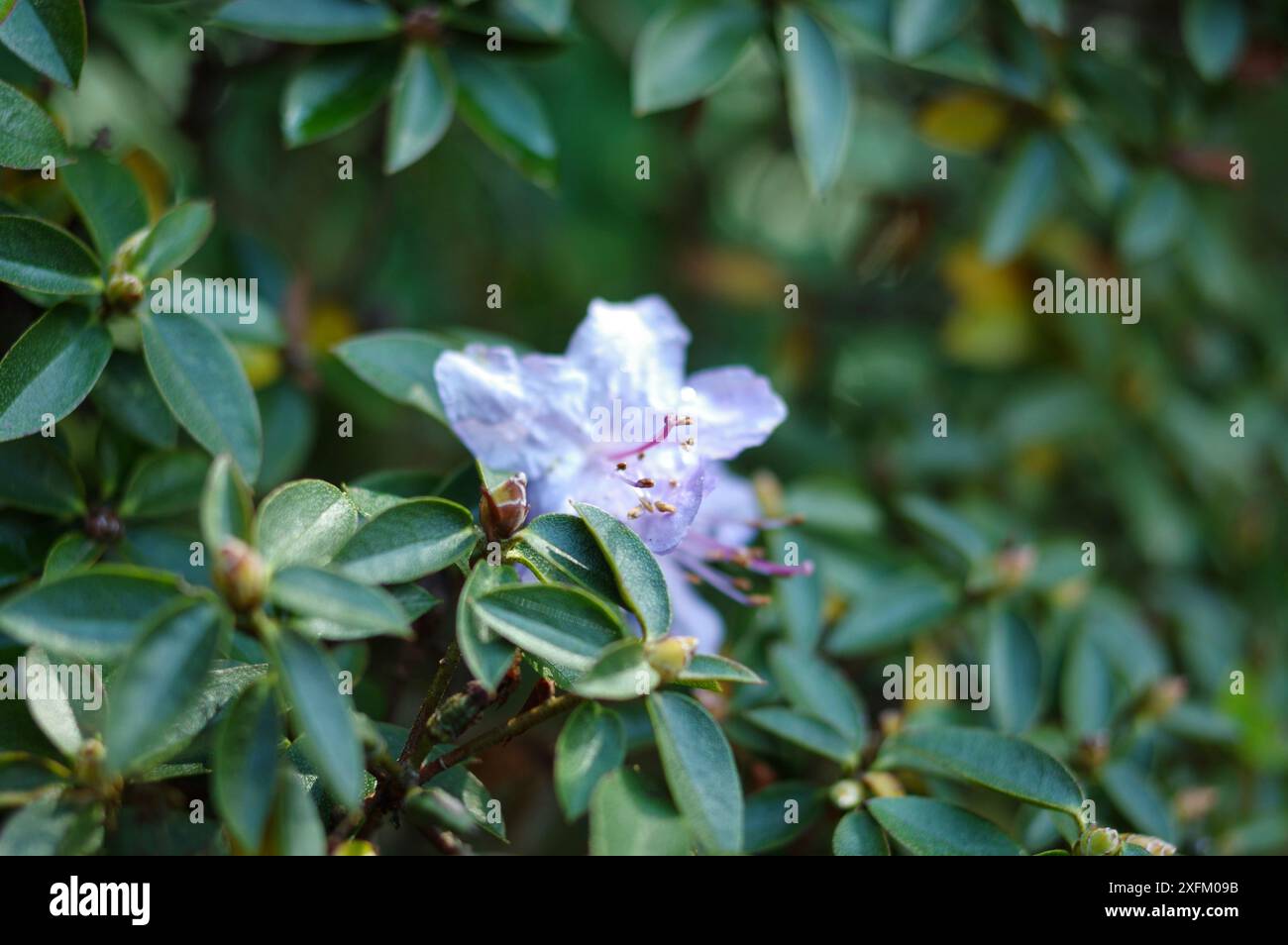 Rhododendron in the mountains hi-res stock photography and images - Alamy