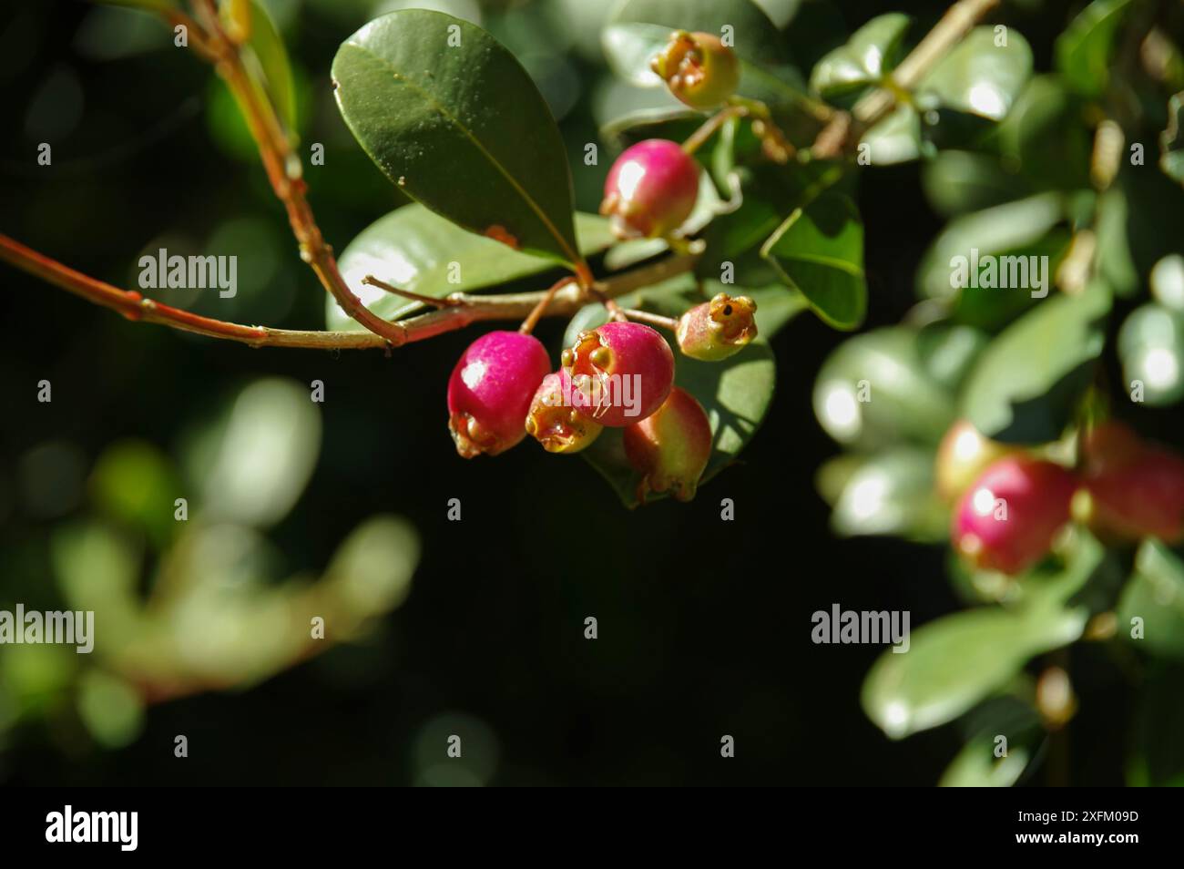 Dark pink fruit of a syzygium australe (brush cherry, scrub cherry ...