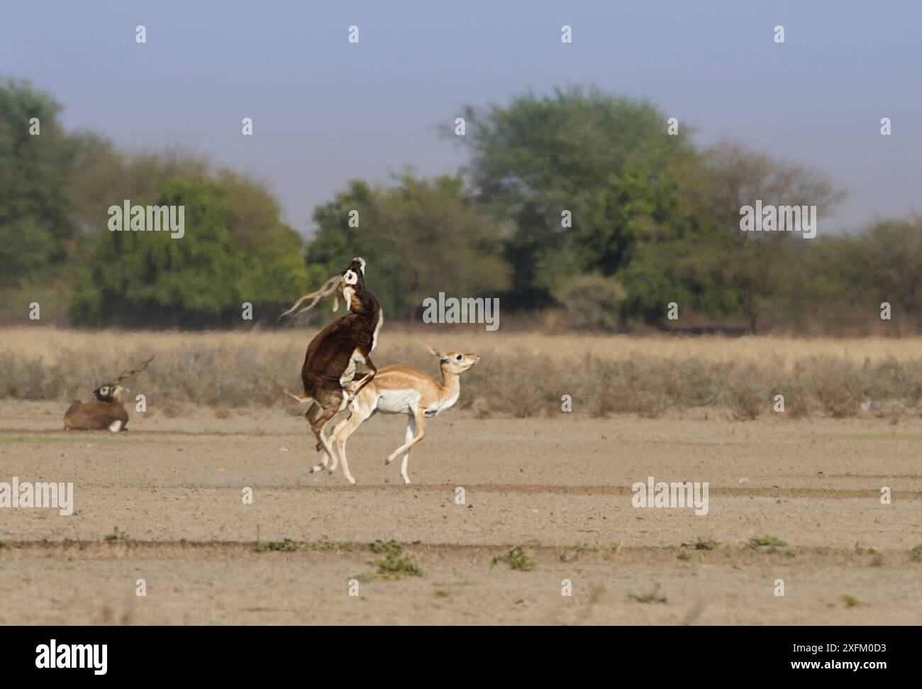 Blackbuck (Antelope cervicapra), male mounting female. Tal Chhapar ...