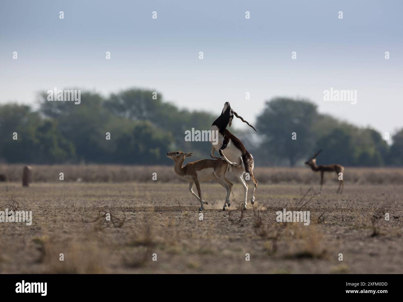 Blackbuck (Antelope cervicapra), male mounting female. Tal Chhapar ...