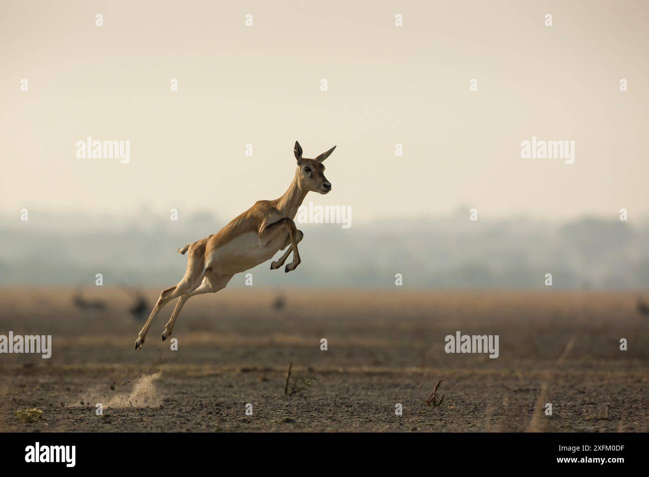 Blackbuck jumping hi-res stock photography and images - Alamy